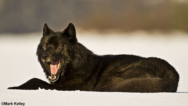 Black Wolf Romeo , Mendenhall Lake, Juneau, Alaska - Image 2560 | Mark ...