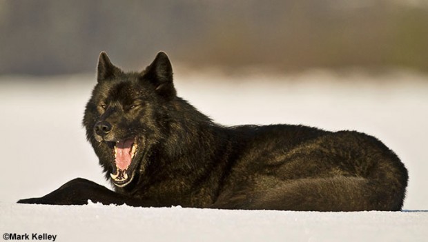 Black Wolf "Romeo", Mendenhall Lake, Juneau, Alaska - Image 2561 | Mark ...