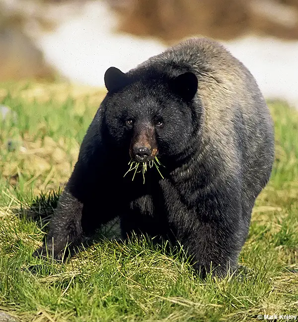 Glacier Blue Bear