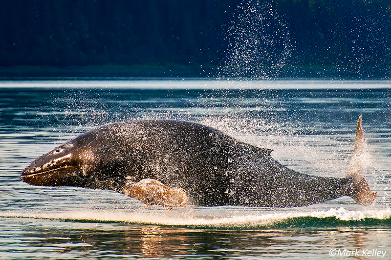 Award Winner – “Levitating Leviathan” – Photo Art Print P208Mark Kelley ...