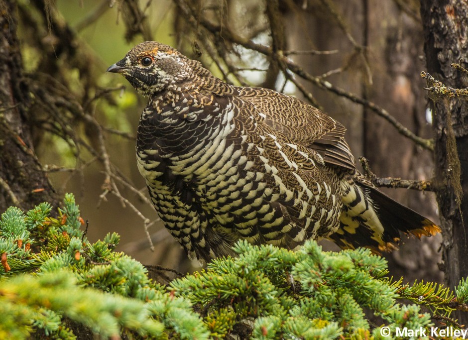 Spruce Grouse, Denali National Park, Alaska - Image #2908 | Mark Kelley