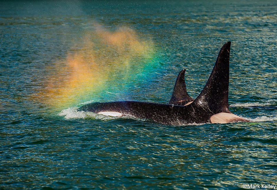 Orca Rainbow, Juneau, Alaska - Image 2982 | Mark Kelley