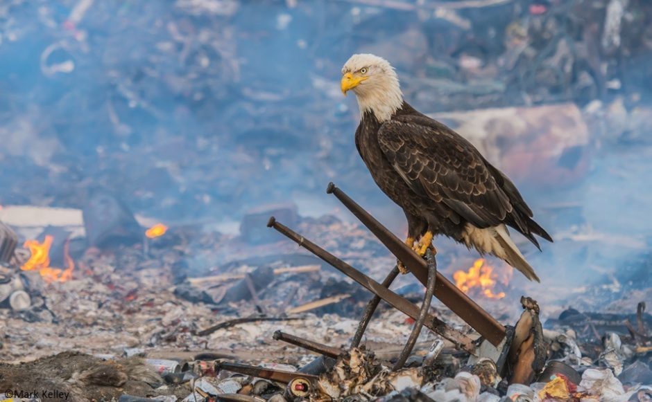 Best In Show - Bald Eagle Fire #2981 | Mark Kelley Photography