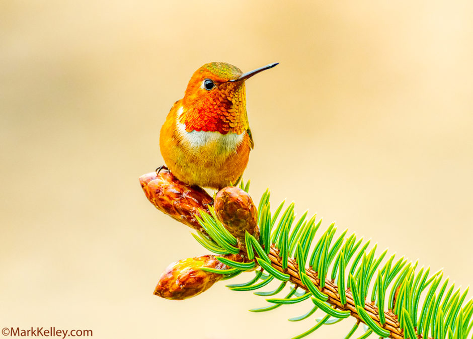 Rufous Hummingbird, Gull Cove, Alaska