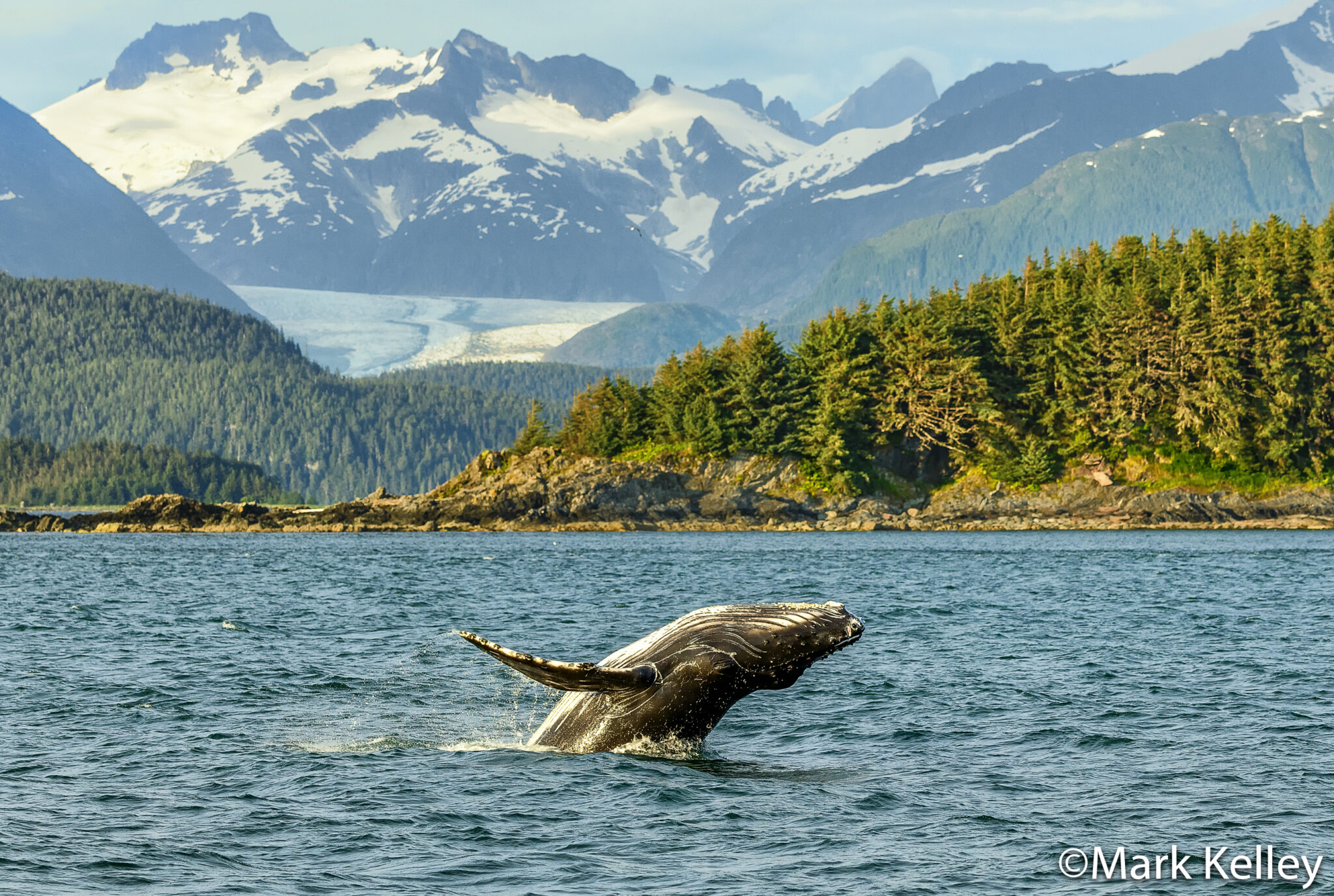 Humpback Whale Breach, Juneau, Alaska #3404 | Mark Kelley