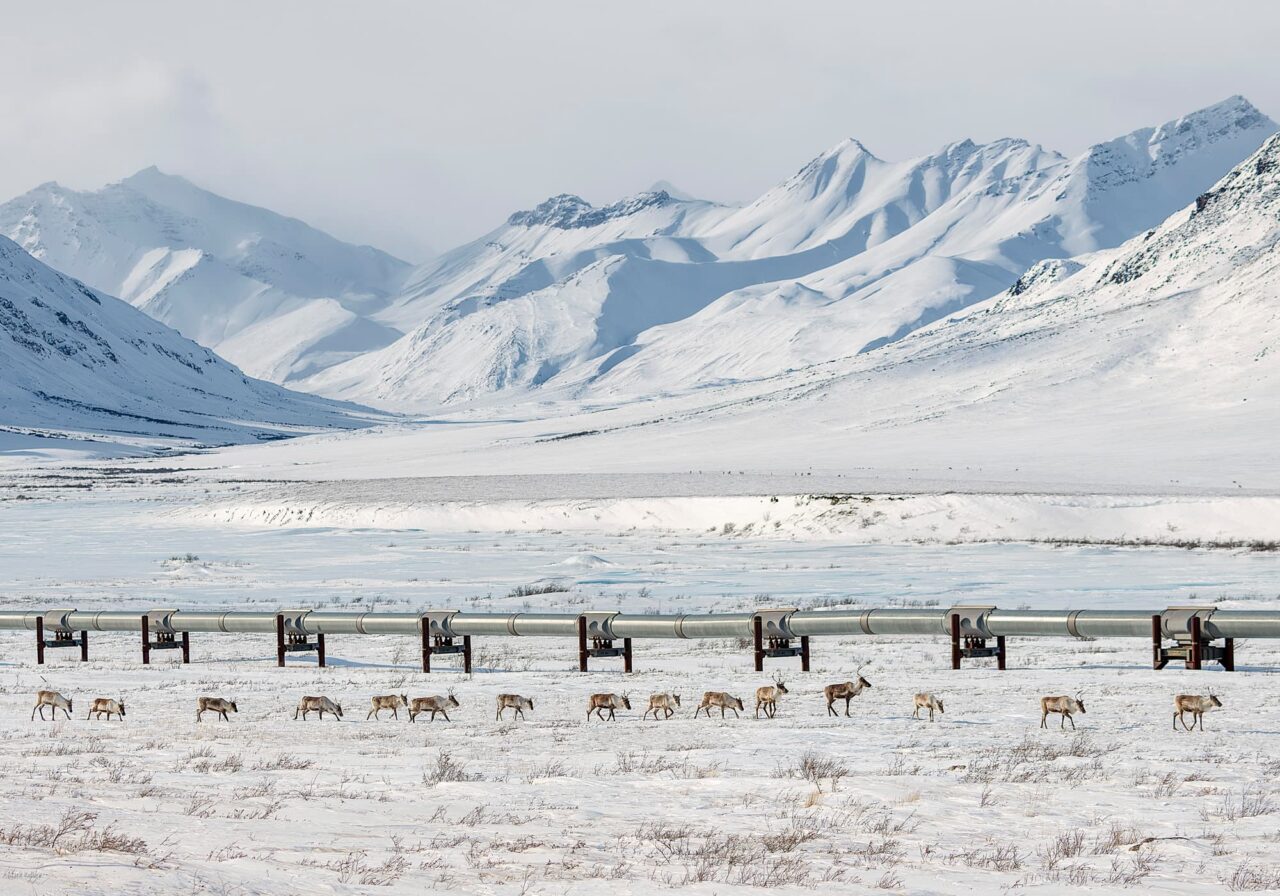 Caribou, Trans Alaska Pipeline, Arctic Alaska #3372 | Mark Kelley ...